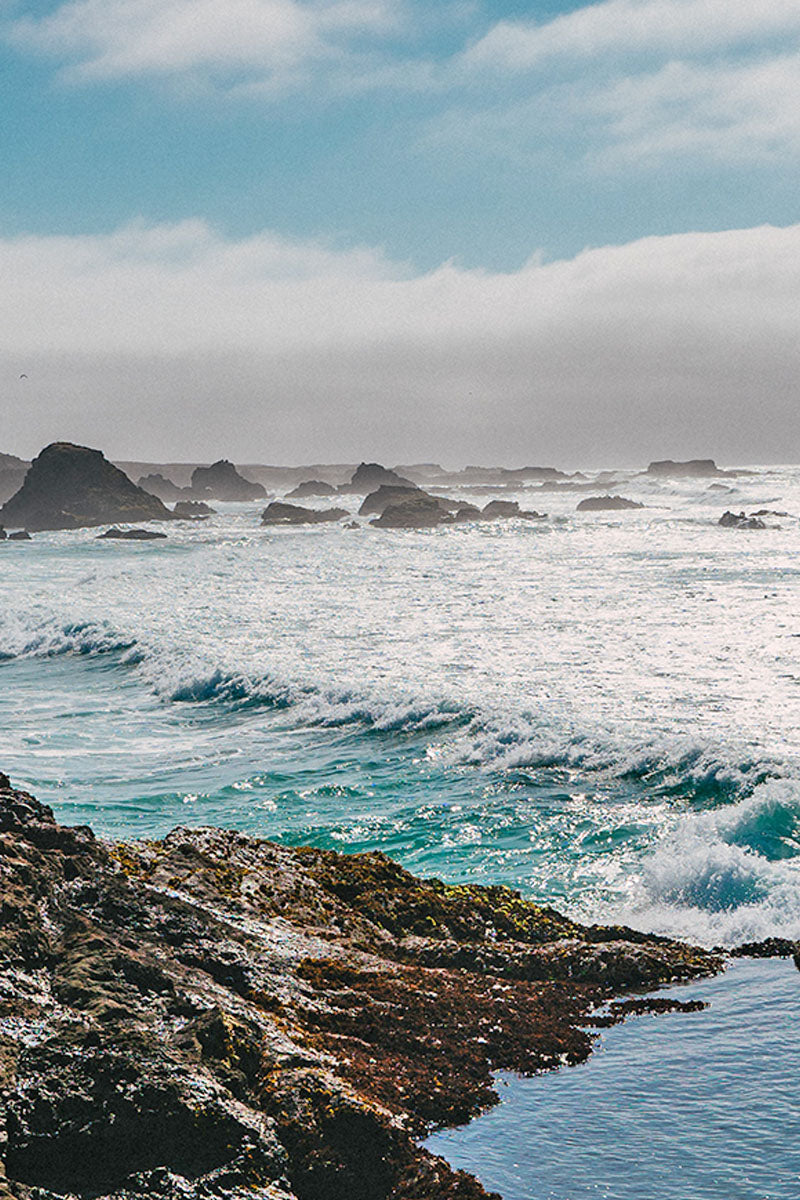 Raw Mutton Bird Benefits For Pets | RogueRaw